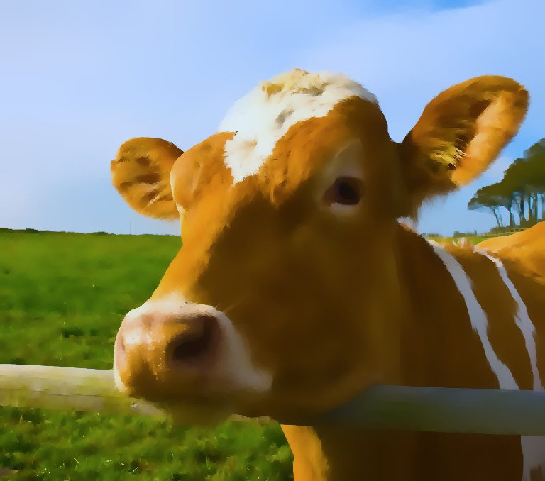 Non Photorealistic Rendering Using Opencv Python C Learnopencv