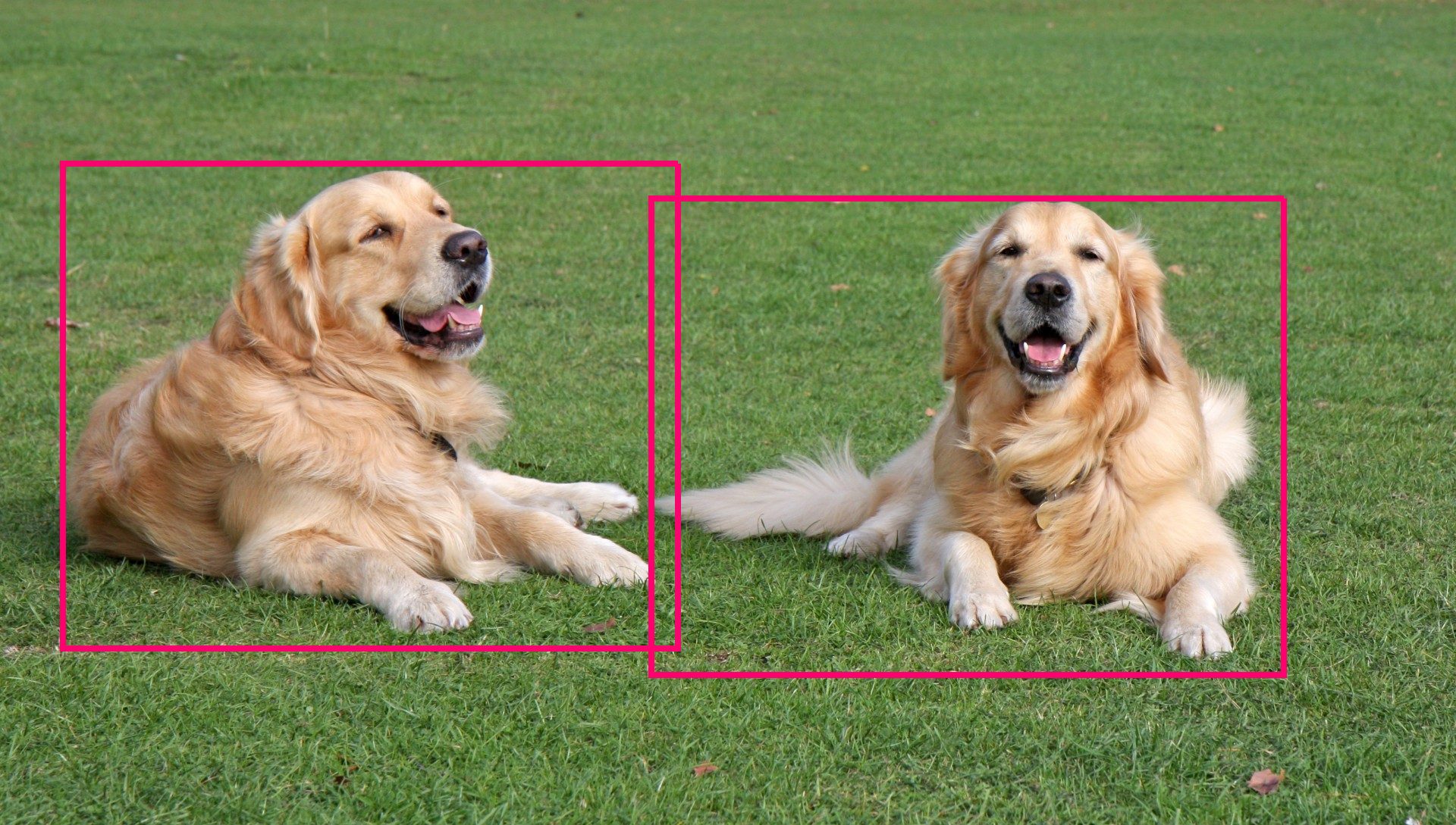 selective-search-for-object-detection-c-python-learnopencv